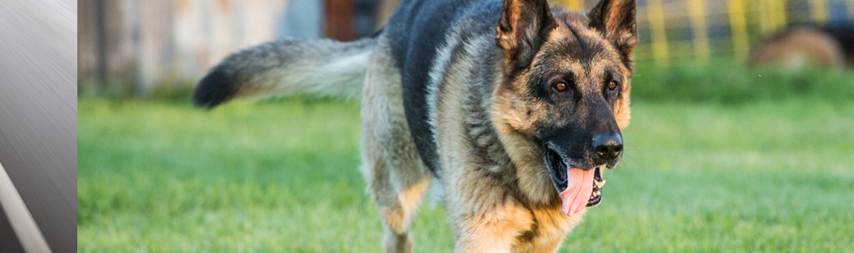 K9 Security Services - Trained Guard Dogs - Kestrel Guards